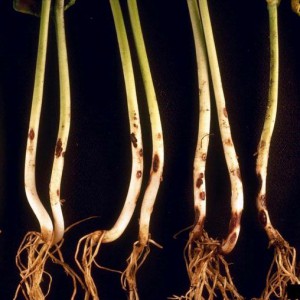 Fitopatologia leśna - zgorzel grzybowa siewek. – zadania, ściągi i ...